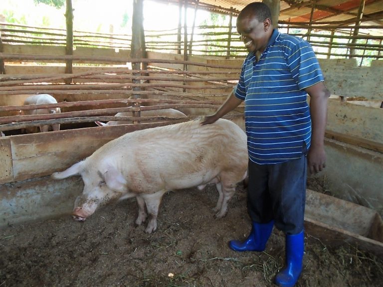 How Mpabe Earns Millions From Mixed Farming » Business Focus