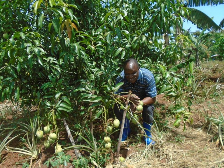 How Mpabe Earns Millions From Mixed Farming » Business Focus