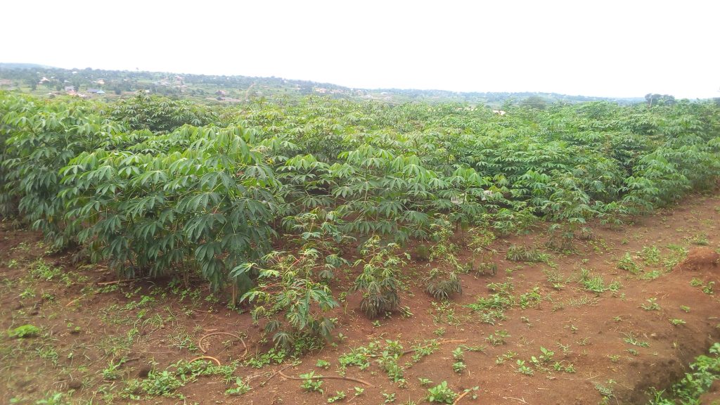 Inside The Genetically Modified Cassava Research In Uganda » Business Focus