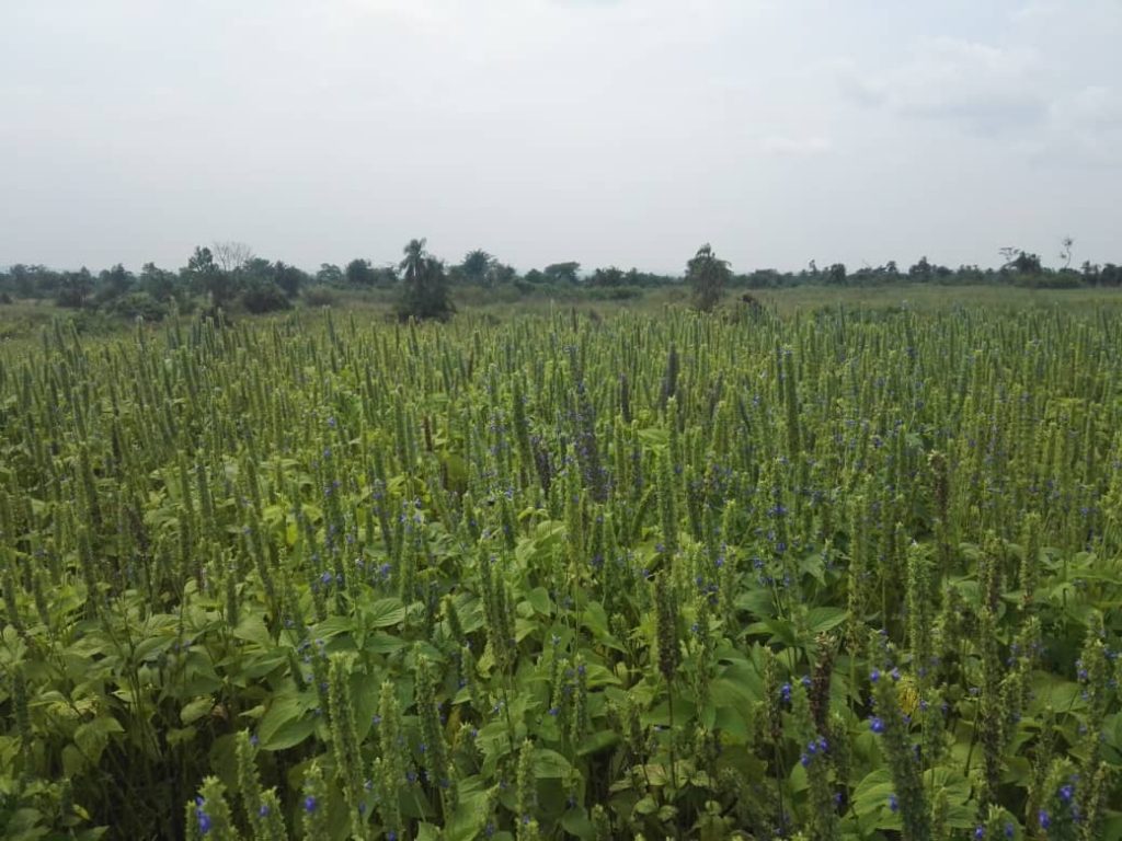 How Bazooba Is Earning Big From Growing Chia Seeds » Business Focus