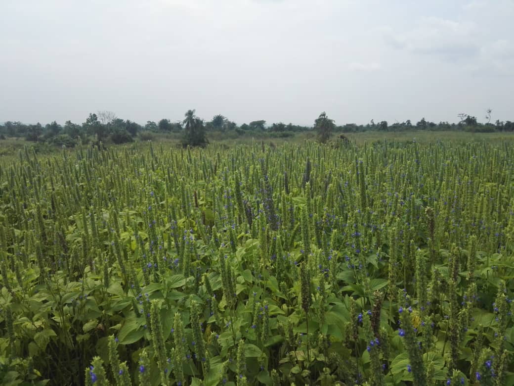 How Bazooba Is Earning Big From Growing Chia Seeds » Business Focus