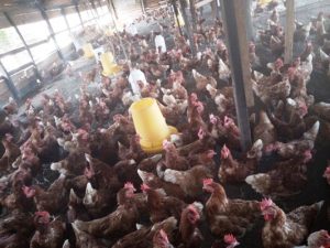 Poultry Business: How To Earn Millions From Layers » Business Focus