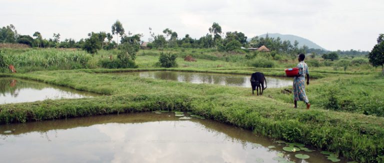How To Make Money From Fish Farming » Business Focus