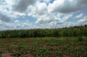 Asili Farms: Lessons For Farmers From Masindi’s 3,000-Hectare Maize ...