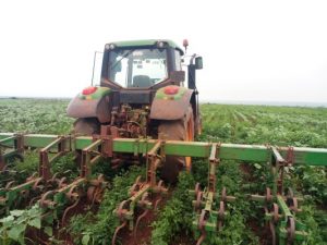 Asili Farms: Lessons For Farmers From Masindi’s 3,000-Hectare Maize ...