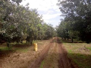 Macadamia: A New Priority Crop For Uganda That Can Earn Farmers Shs70m ...
