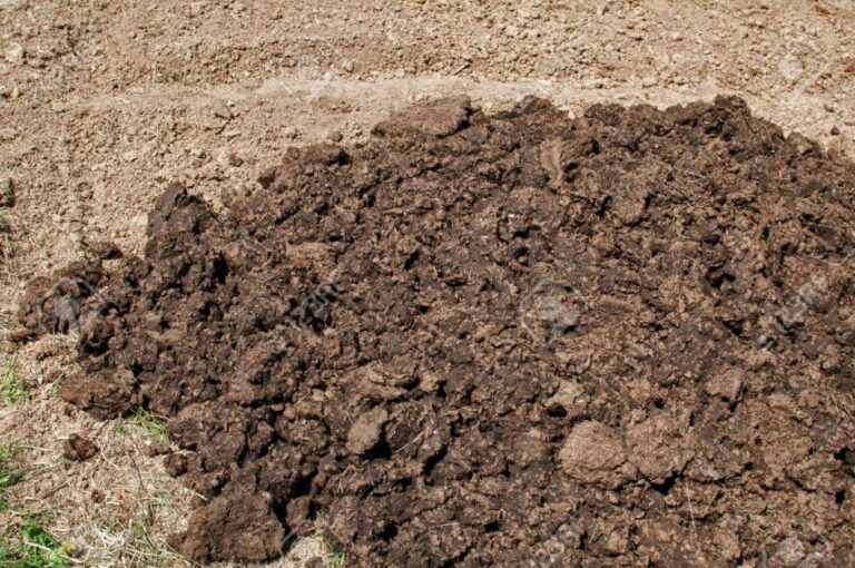 Here Are Mistakes To Avoid When Using Animal Manure » Business Focus