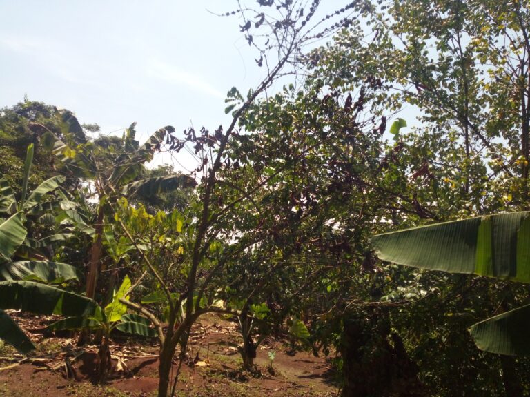 Here Are Diseases, Pests Threatening Uganda’s Coffee Sector & How To ...