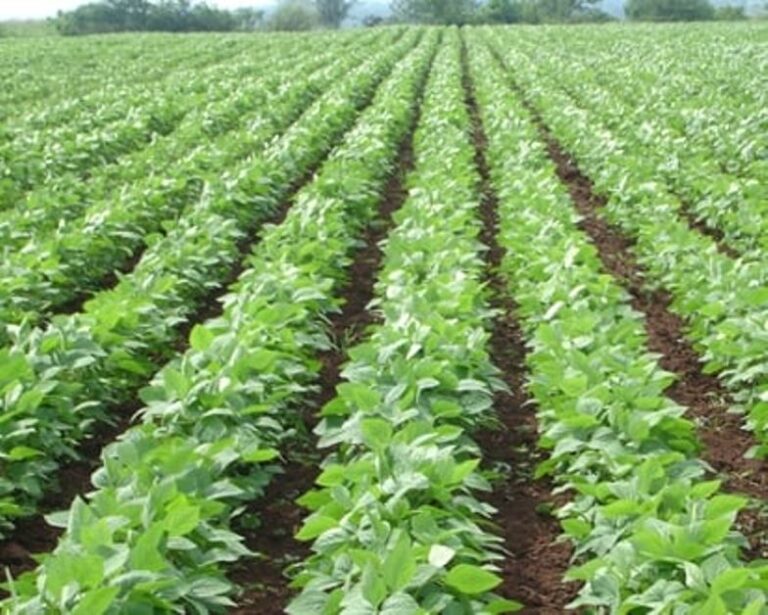 Best Ways To Grow Beans & Earn Millions » Business Focus