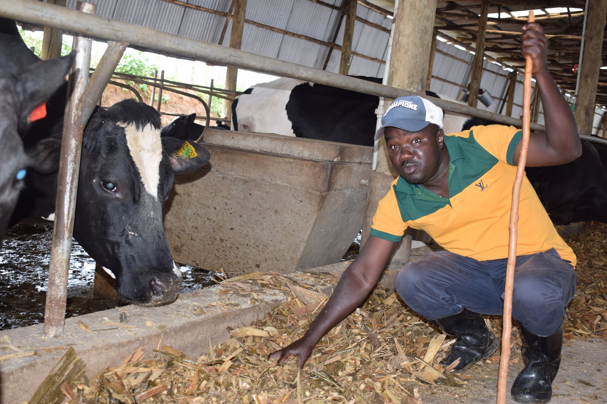 Priceless Tips On How To Milk Millions From Cows » Business Focus