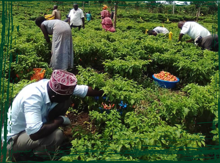 Ugandan farming advisory platform expands across Africa » Business Focus