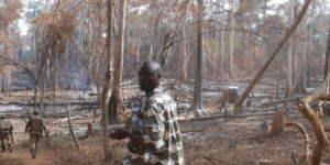 NEMA Disowns Hoima Sugar For Deforestation, Abusing Environmental ...