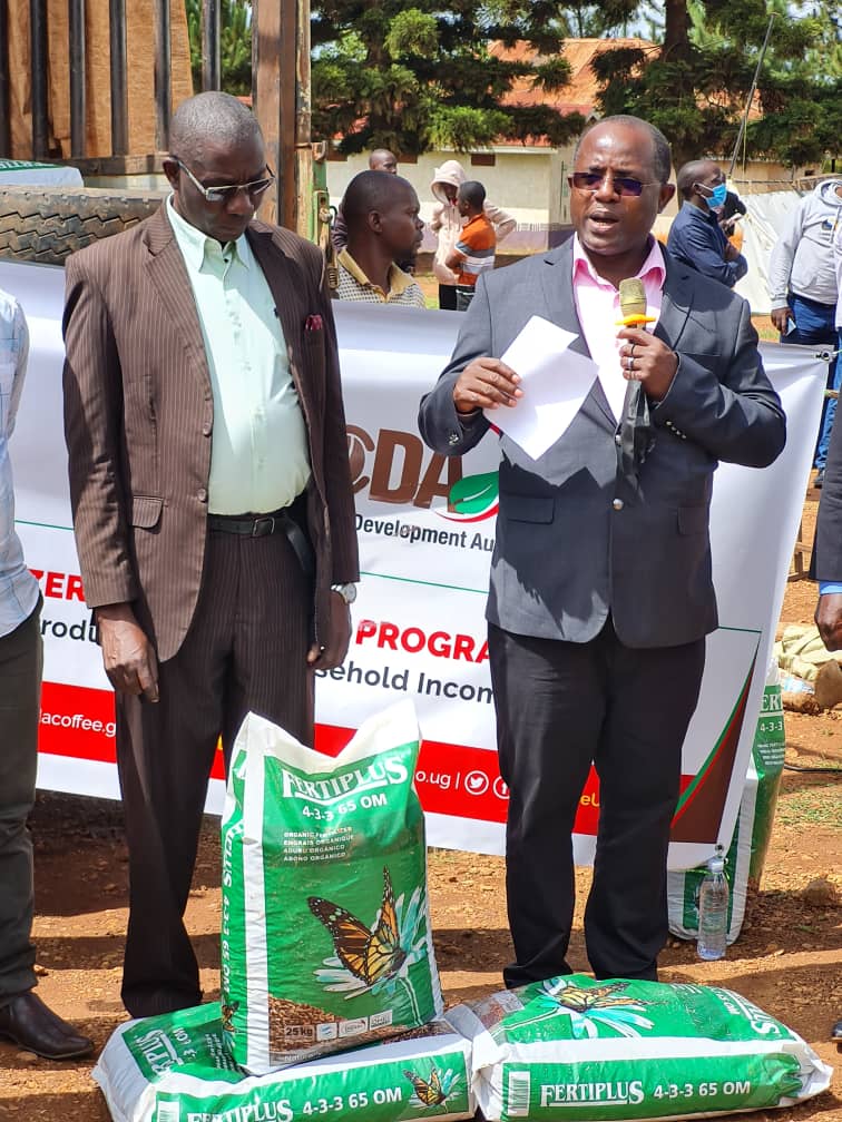 Stumping Old & Underproductive Coffee Trees Boosts Productivity, UCDA ...