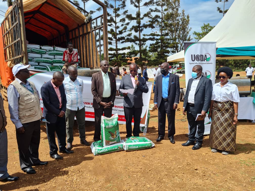 Stumping Old & Underproductive Coffee Trees Boosts Productivity, UCDA ...