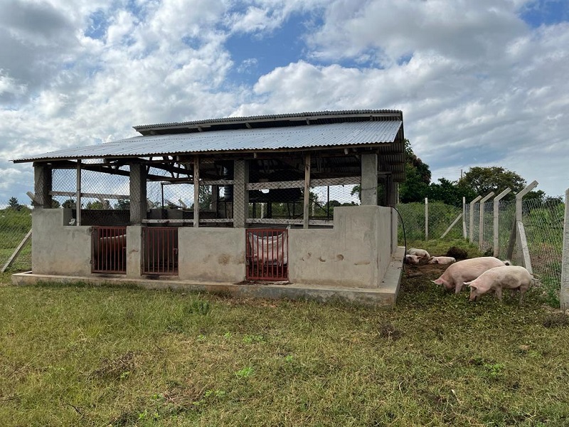 Retired Teacher Juliet Okaasai Banks On Turmeric & Piggery Farming For ...