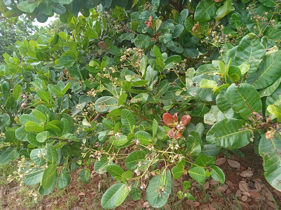 Inside Nakasongola’s 400-Acre Cashew Nut Farm As Foreign Investor Urges ...
