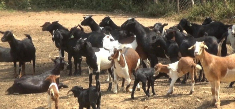 Panic Over Goats’ Disease Breakout In Wakiso » Business Focus