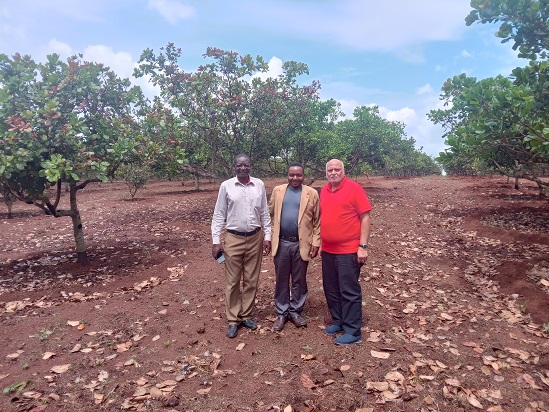 Inside Nakasongola’s 400-Acre Cashew Nut Farm As Foreign Investor Urges ...