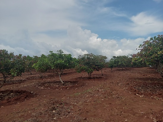 Inside Nakasongola’s 400-Acre Cashew Nut Farm As Foreign Investor Urges ...