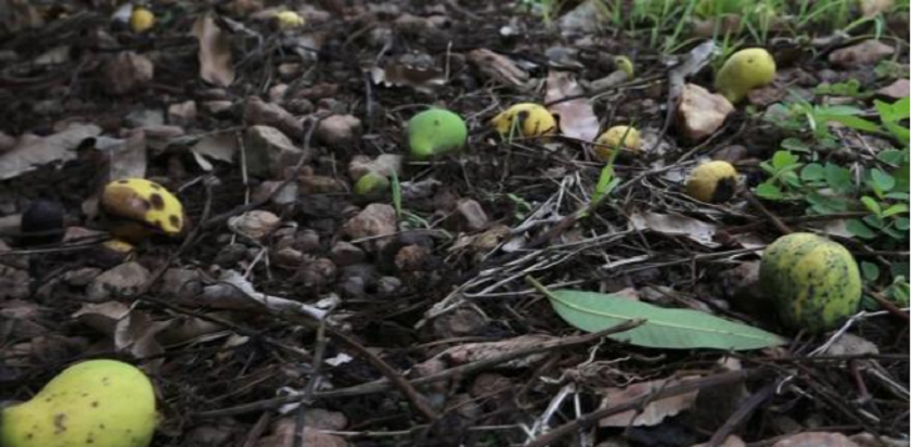Strange Pest Devastates Mango Plantations In Ntungamo » Business Focus