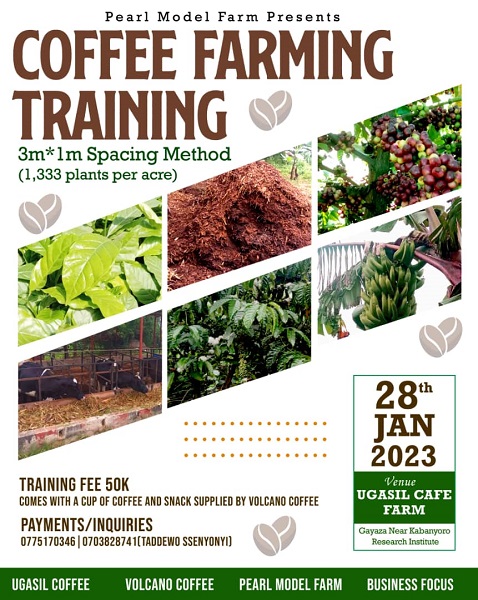 Interview: Nkandu, The Pioneer Of 3mx1m Coffee Spacing Method In Uganda ...