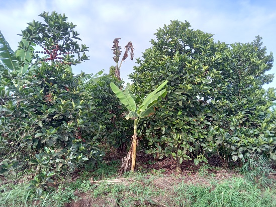 Kisansa: A Rare Coffee Variety With Great Potential To Succeed In ...