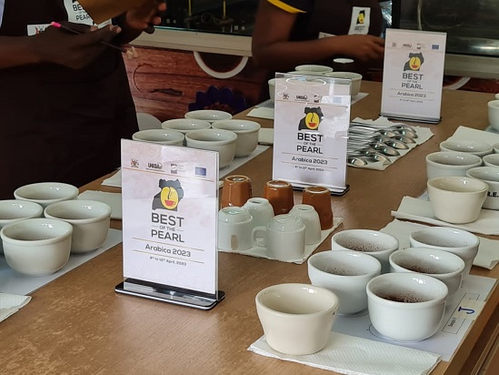 Uganda Produces Great Quality Arabica Coffee That Matches The World’s ...