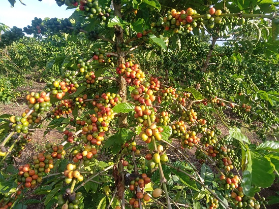 Biomedical Engineer Banks On Coffee For A Secure Future, Targets 1,440 ...