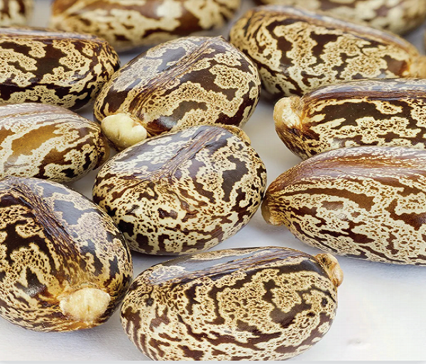 How You Can Earn Shs20m From An Acre Of Castor Seeds With Minimal ...