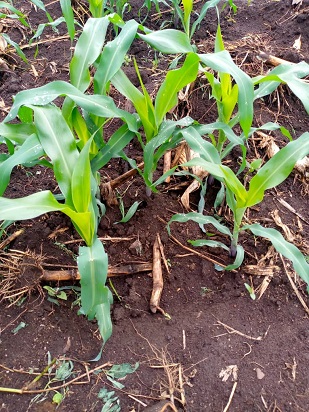 Intensive Farming: How To Get 35 Bags Of Maize Grain From An Acre ...