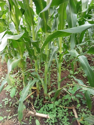 Intensive Farming: How To Get 35 Bags Of Maize Grain From An Acre ...
