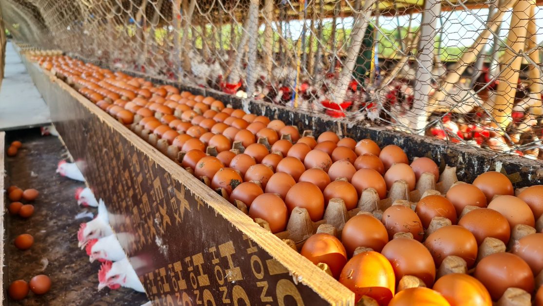 How 30-Year Old Ugandan Doctor Defied Odds To Settle Into Poultry ...