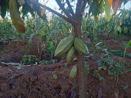 Former Fisherman Earns Big From Beans, Banks On Coffee & Cocoa Farming ...