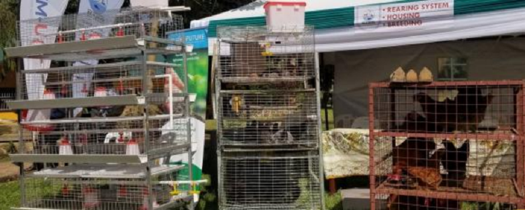 Enhanced Indigenous Chicken Rolled Out, Set To Revolutionize Poultry ...