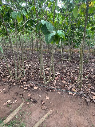How Ugandan Farmers Can Successfully Implement The 3mx1m Coffee Spacing ...
