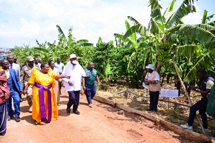 Nabbanja’s Farm in Kakumiro Demonstrates 4-Acre Model Success With ...