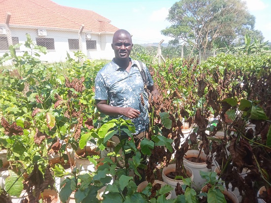 NaCORI’s Drought-Tolerant, High-Yielding Coffee Varieties Performing ...